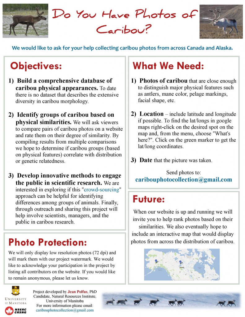 Caribou Photo Collection Project – Jean Lieppert Polfus
